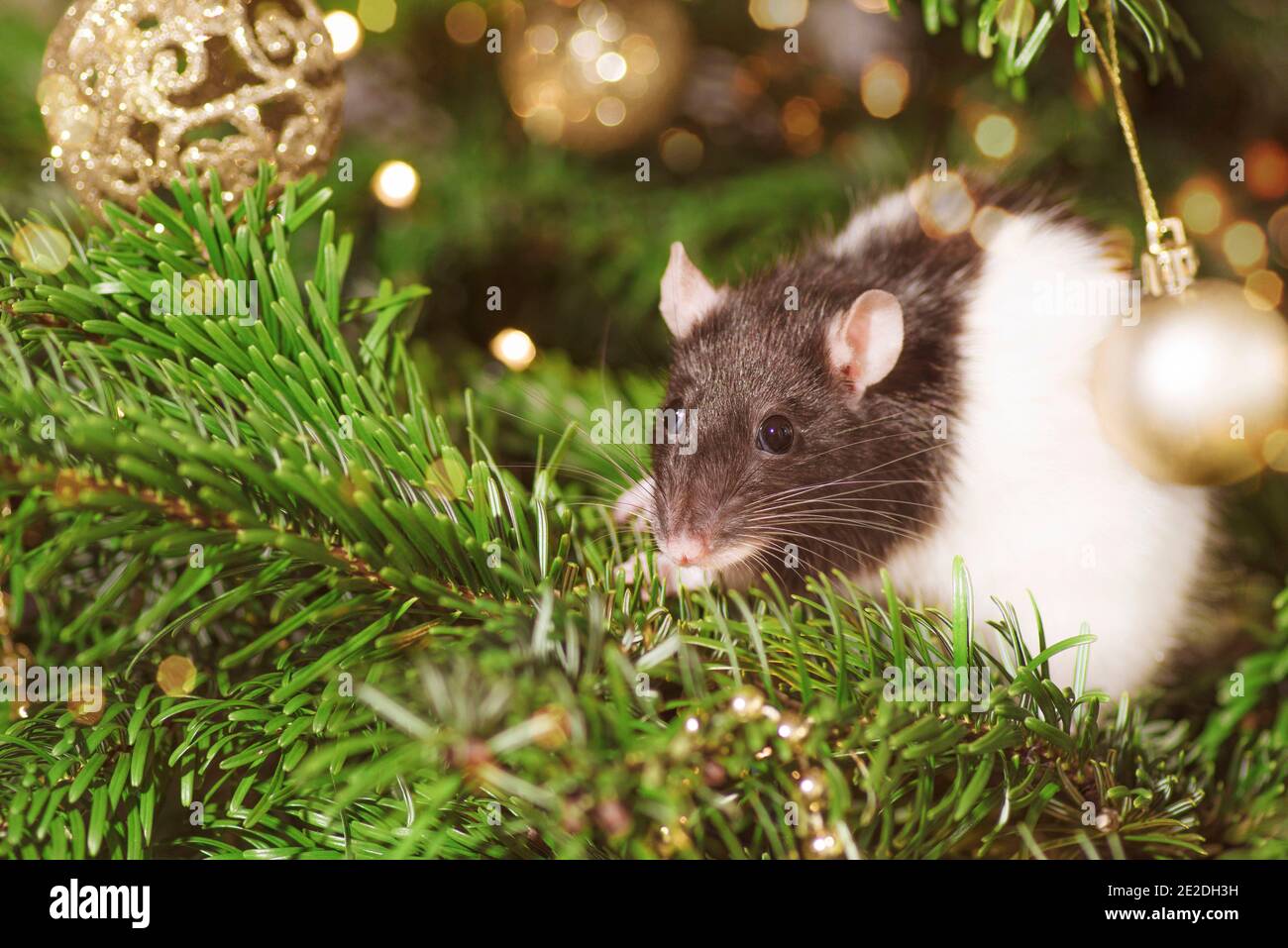 Tree rats hi-res stock photography and images - Alamy