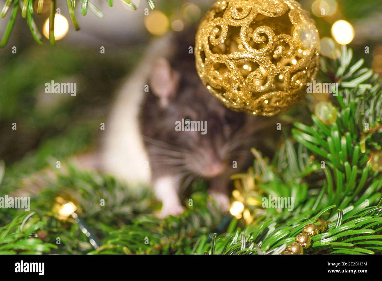 Gingerbread little houses hi-res stock photography and images - Alamy