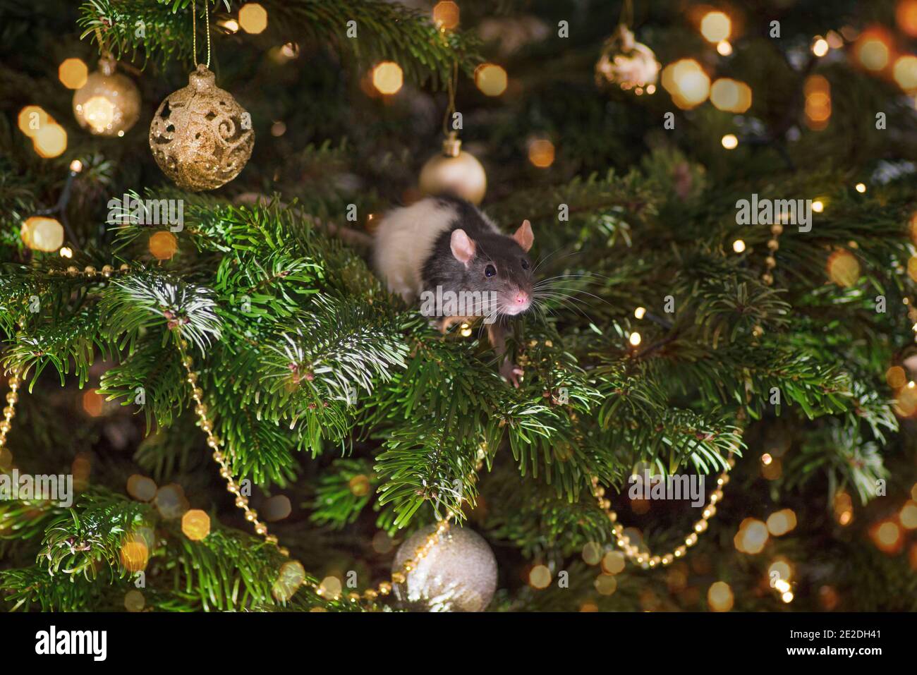 Gingerbread little houses hi-res stock photography and images - Alamy