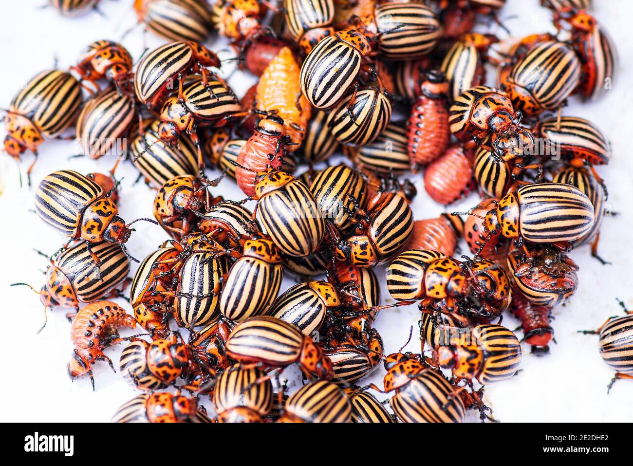 Many Colorado potato beetle.Potato bugs on foliage of potato in nature ...