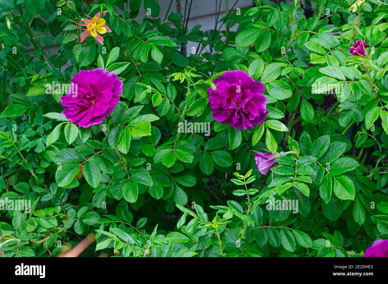 Hybrid rugosa flowers on a bush Stock Photo - Alamy
