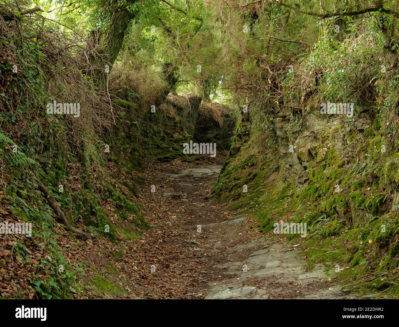 Vegetation and track hi-res stock photography and images - Alamy