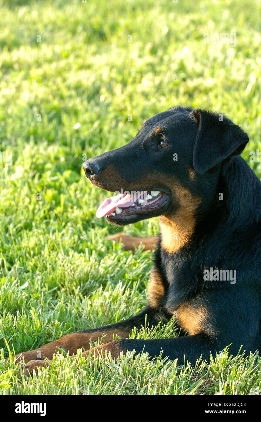 Chiens de berger chiens de berger hi-res stock photography and images ...