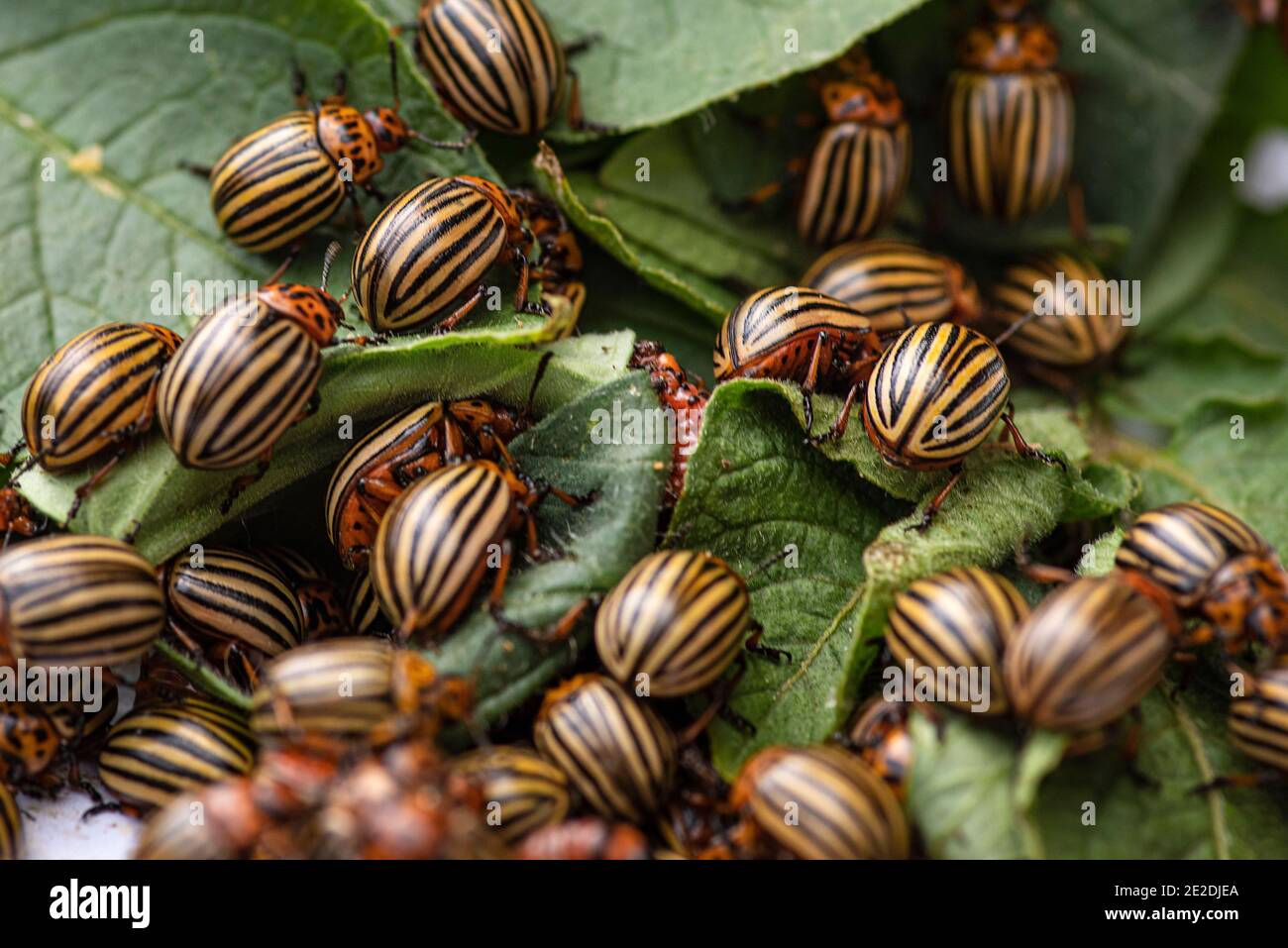 Many Colorado potato beetle.Potato bugs on foliage of potato in nature ...