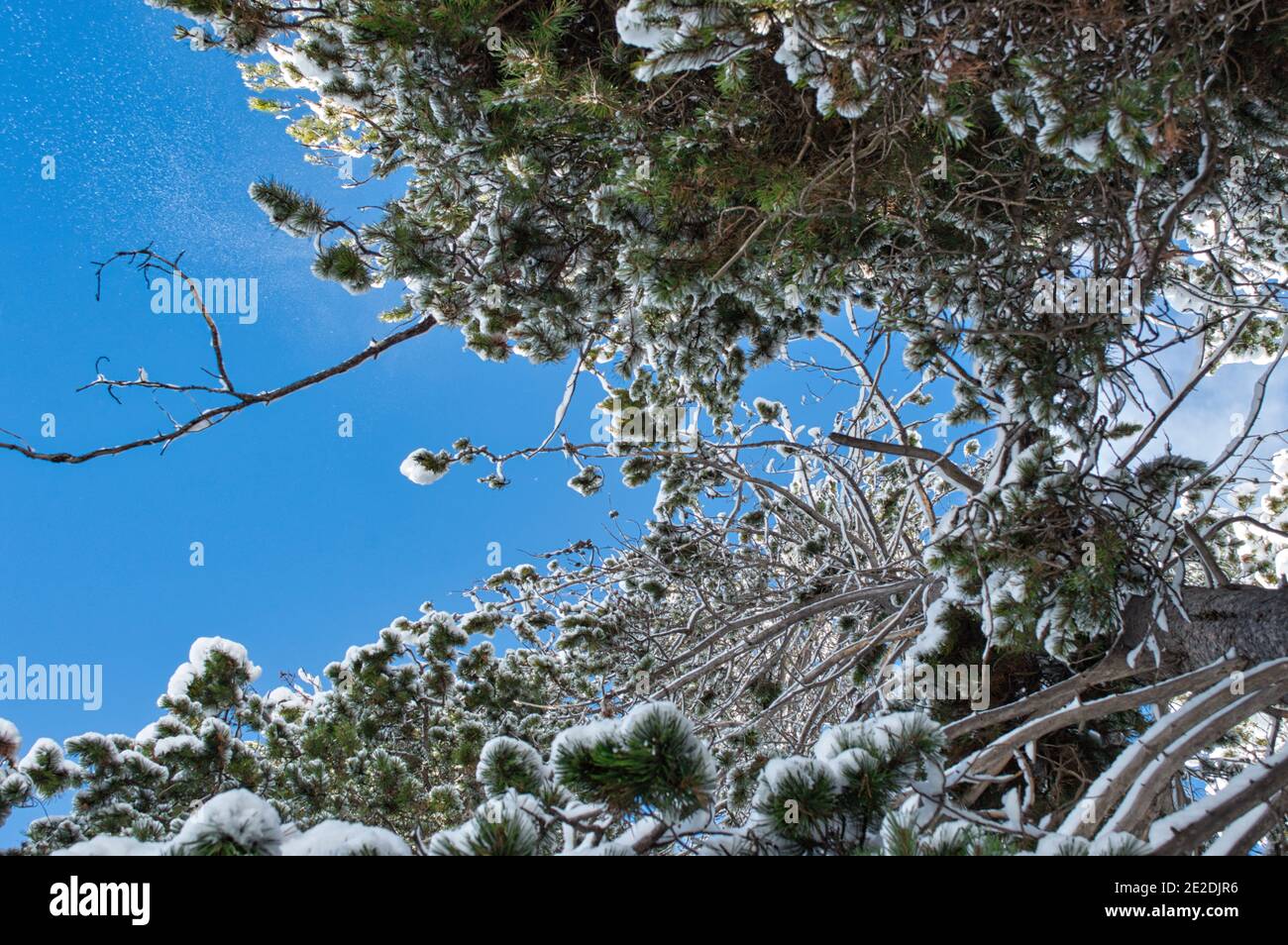 Low angle shot of beautiful snow-capped trees in the forest Stock Photo ...