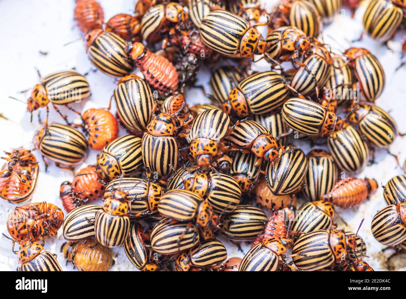 Many Colorado potato beetle.Potato bugs on foliage of potato in nature ...