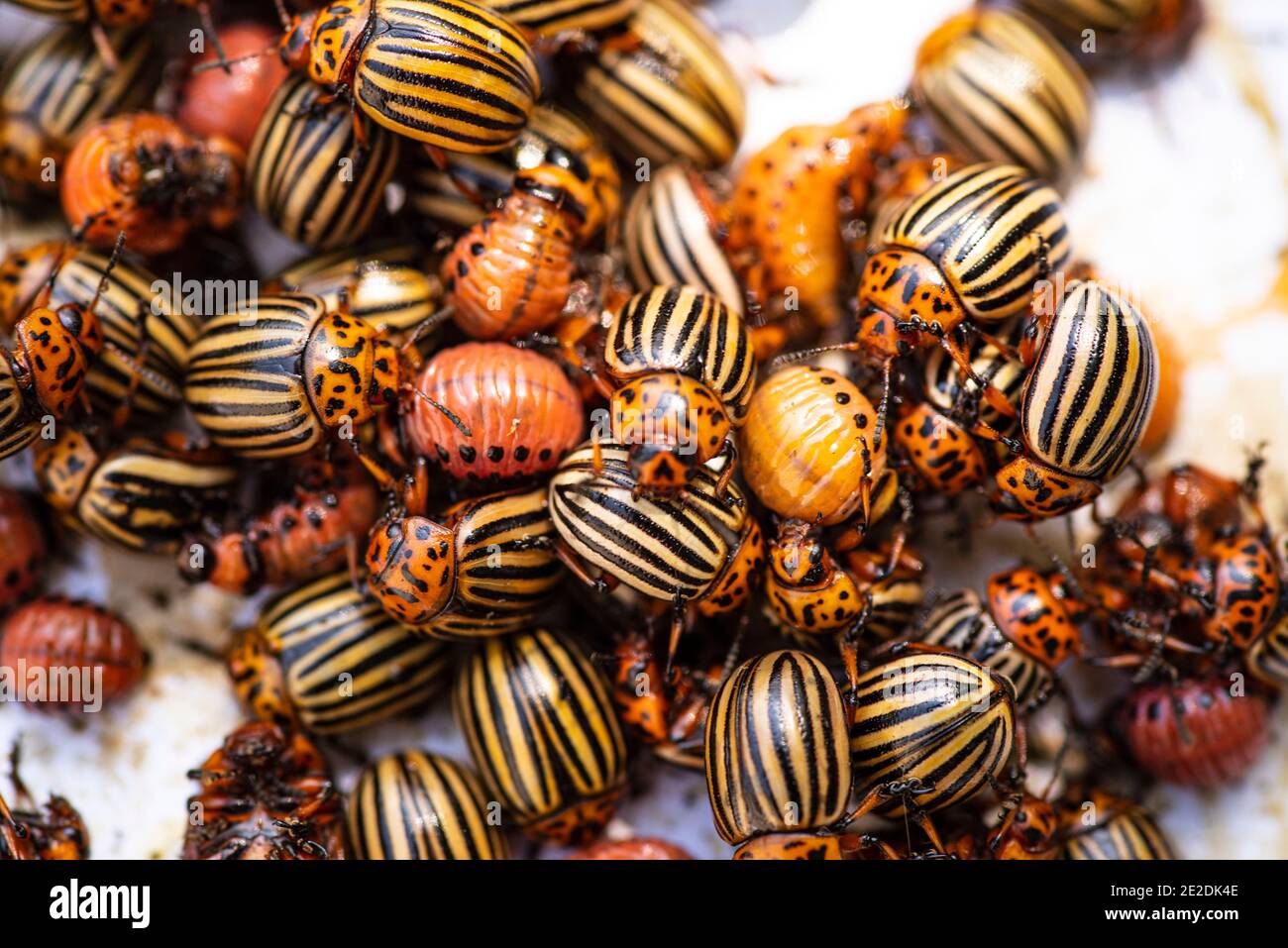 Many Colorado potato beetle.Potato bugs on foliage of potato in nature ...
