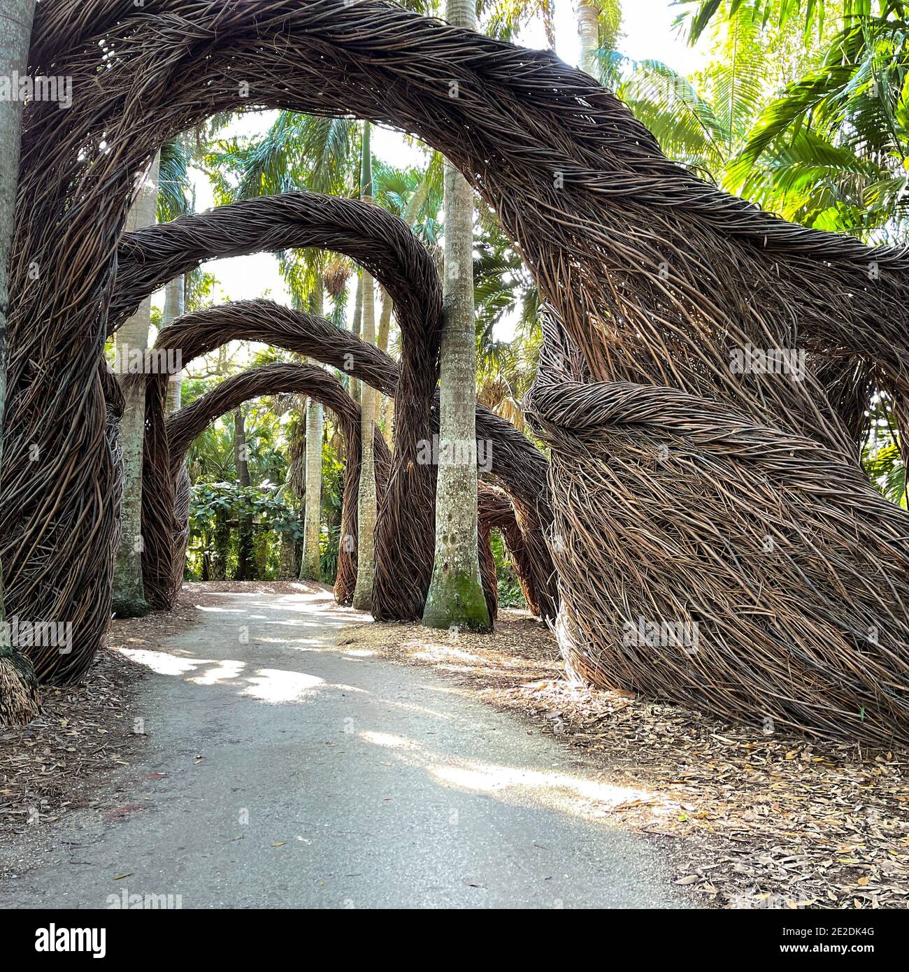 Arch of branches hi-res stock photography and images - Alamy