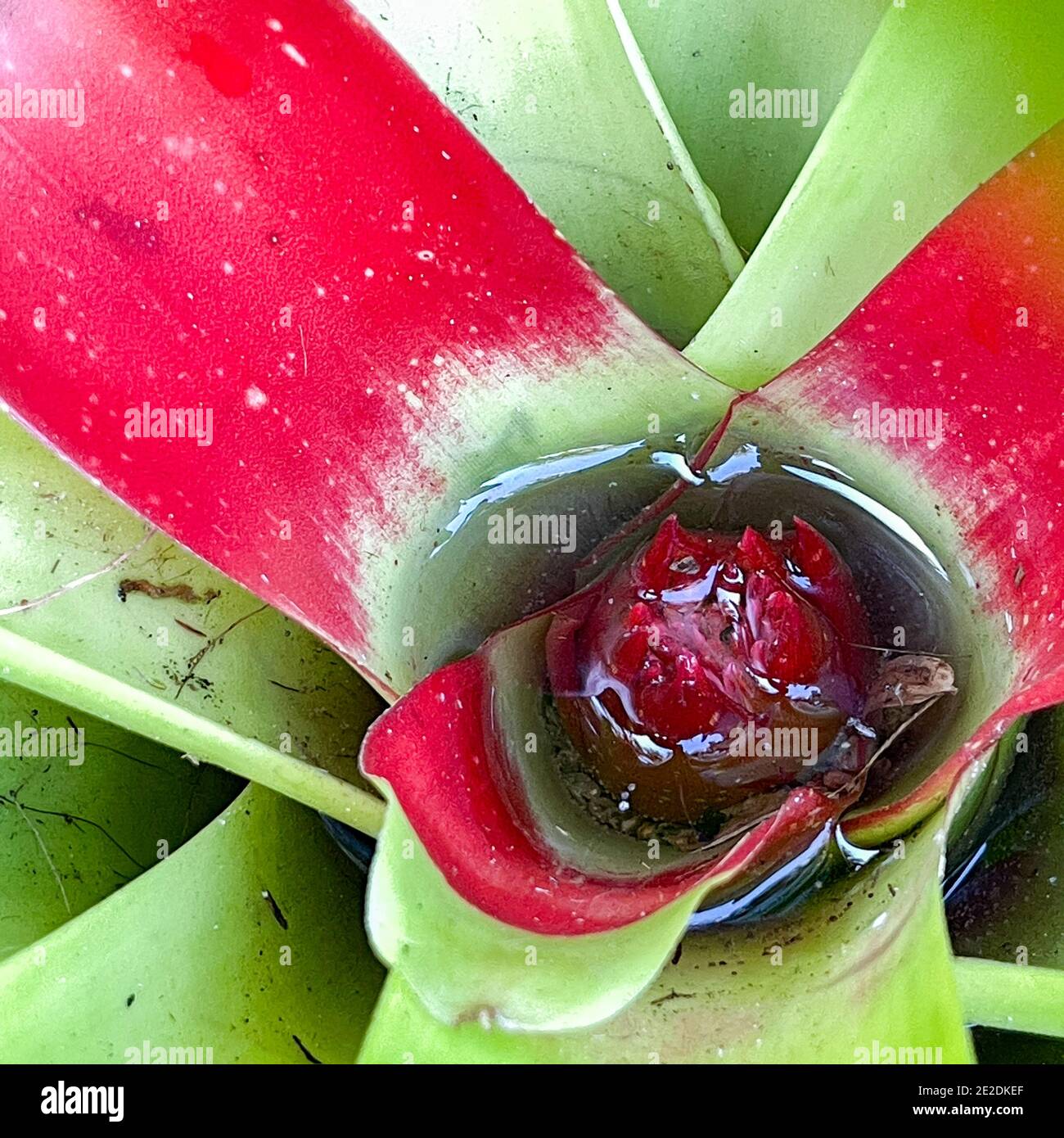 Florida plant bromeliad tropical hi-res stock photography and images ...