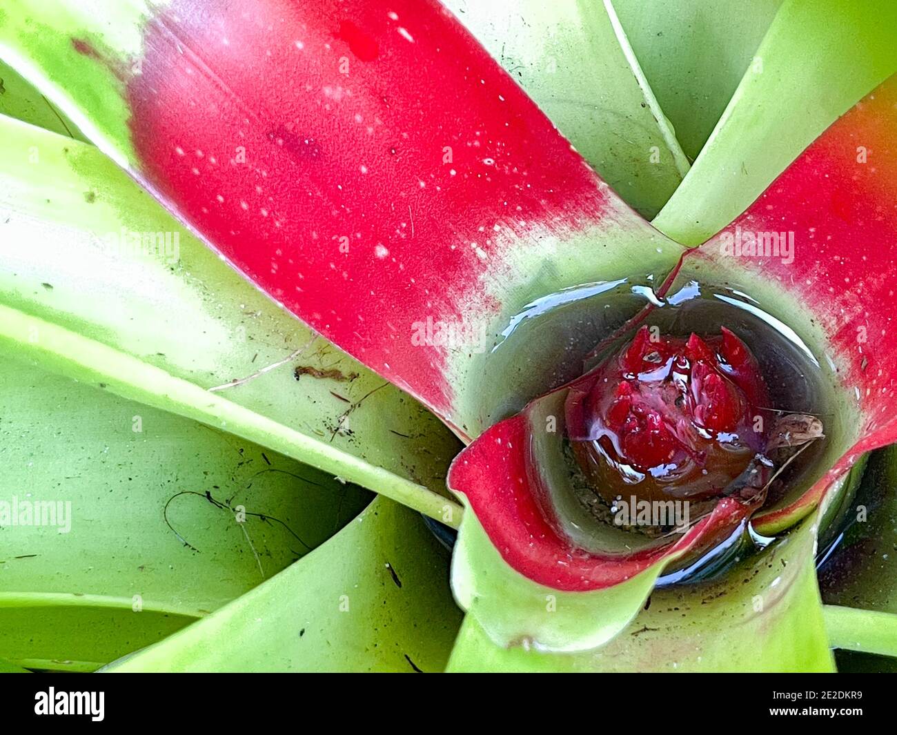 A macro view of a bromeliad plant that is attached to a tree in a ...