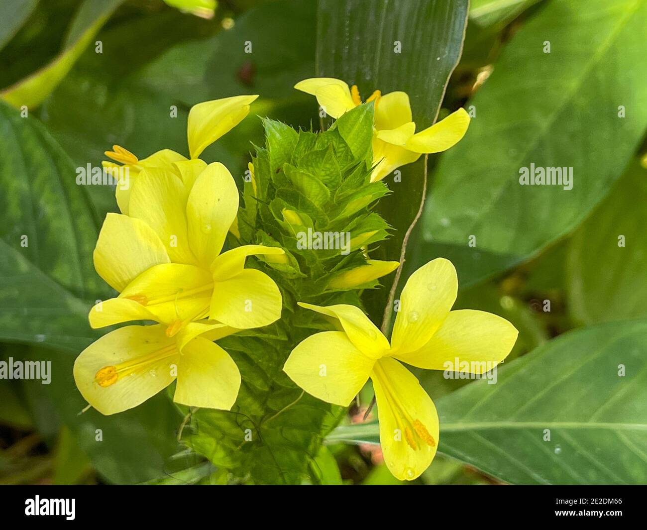 A macro view of a brigh yellow flowering plant in a tropical botanical ...