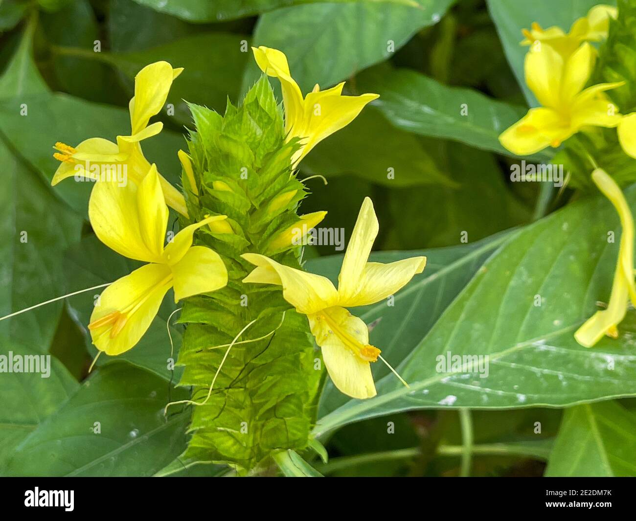 A macro view of a brigh yellow flowering plant in a tropical botanical ...