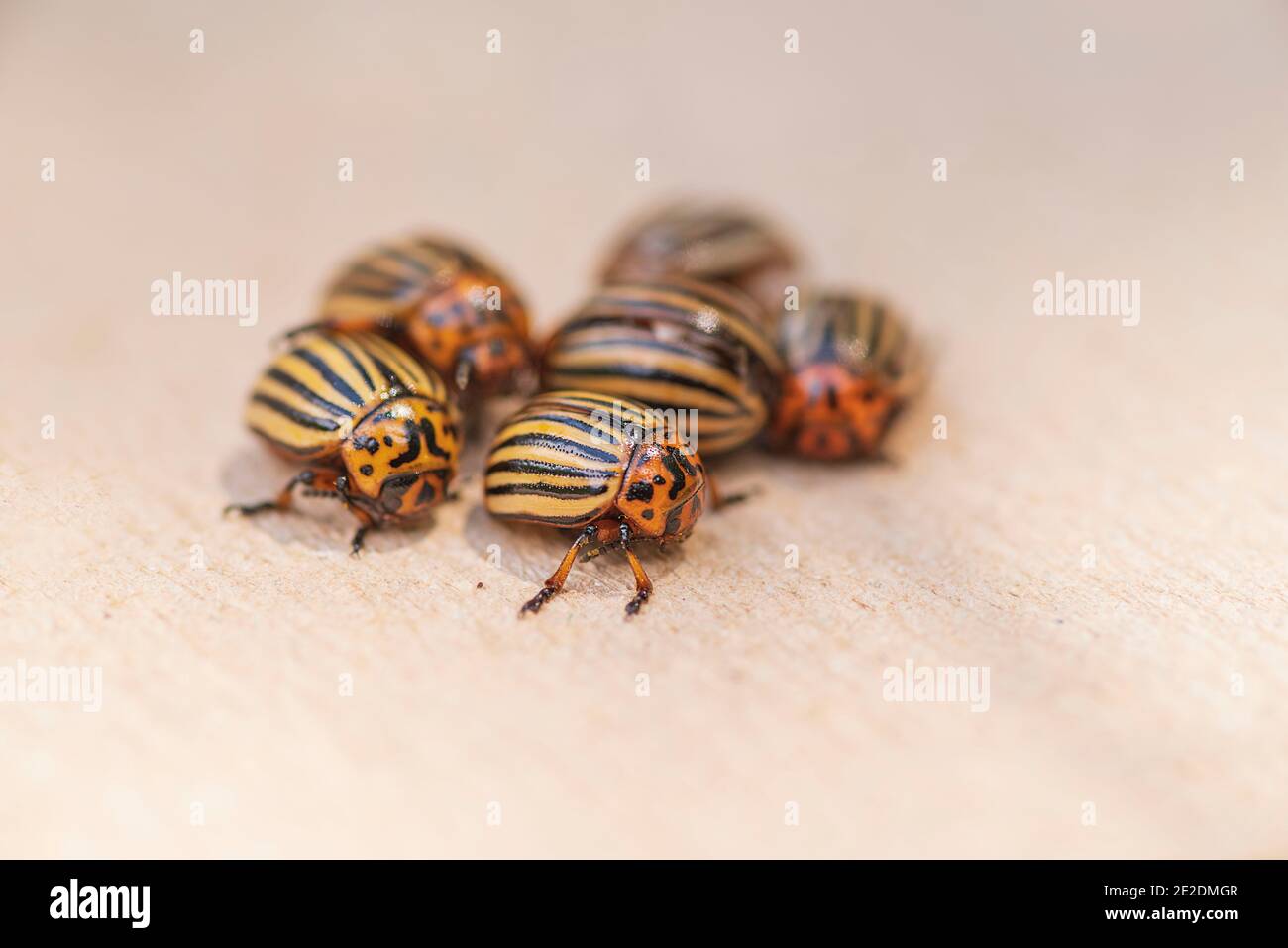 Many Colorado potato beetle.Potato bugs on foliage of potato in nature ...