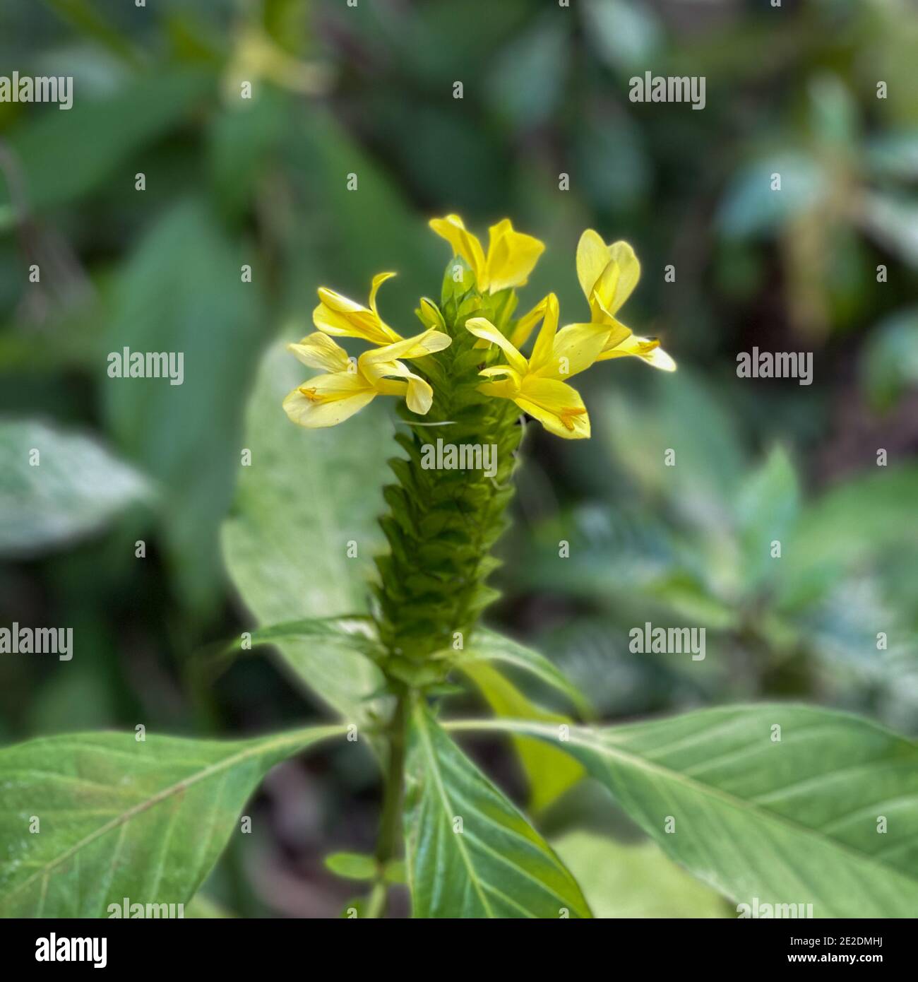 A macro view of a brigh yellow flowering plant in a tropical botanical ...