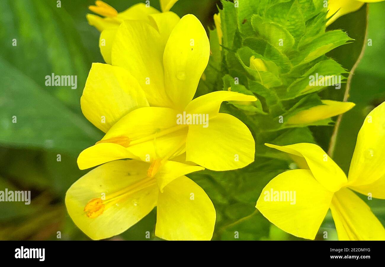 A macro view of a bright yellow flowering plant in a tropical botanical ...