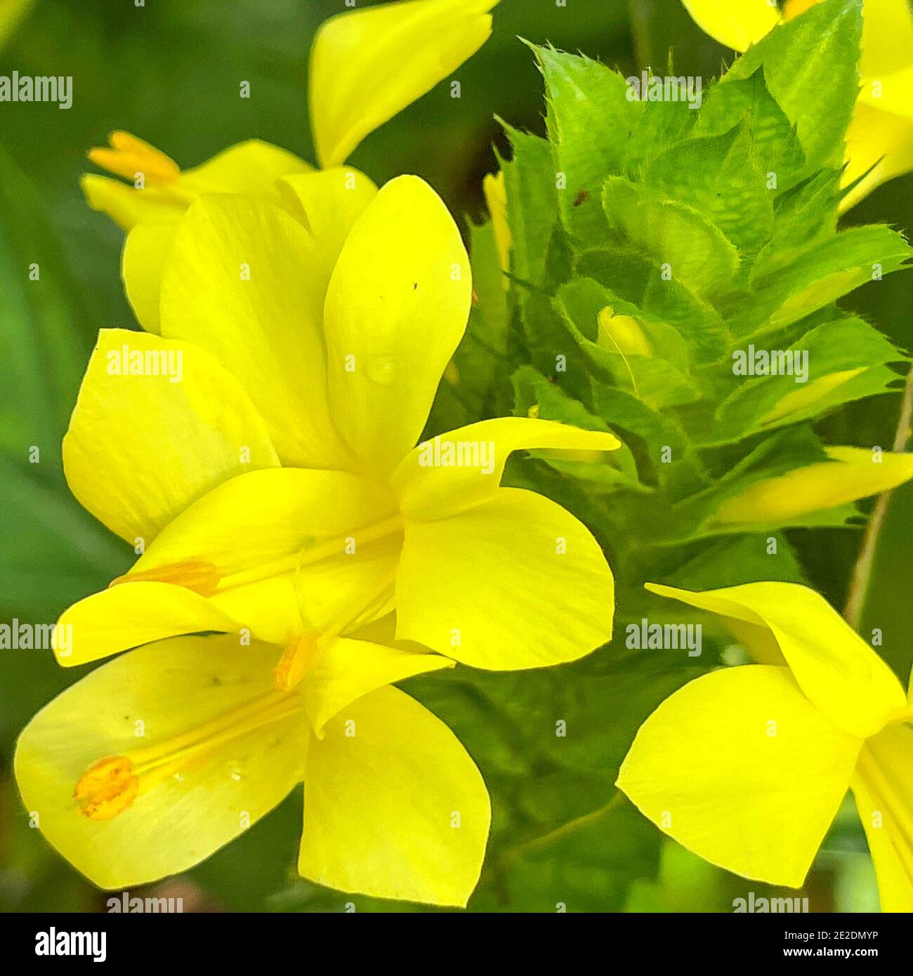 A macro view of a bright yellow flowering plant in a tropical botanical ...