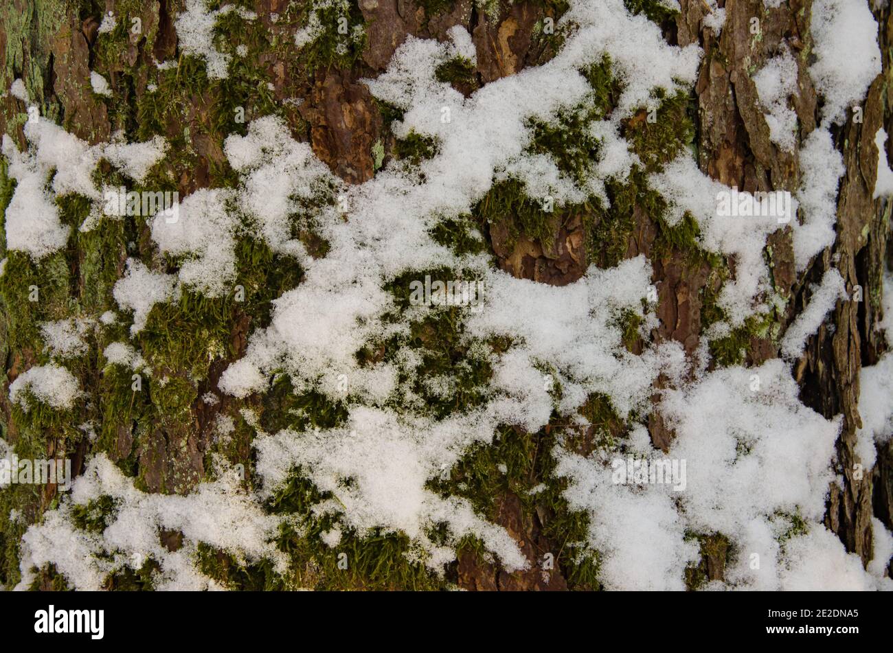 Tree bark closeup hi-res stock photography and images - Alamy