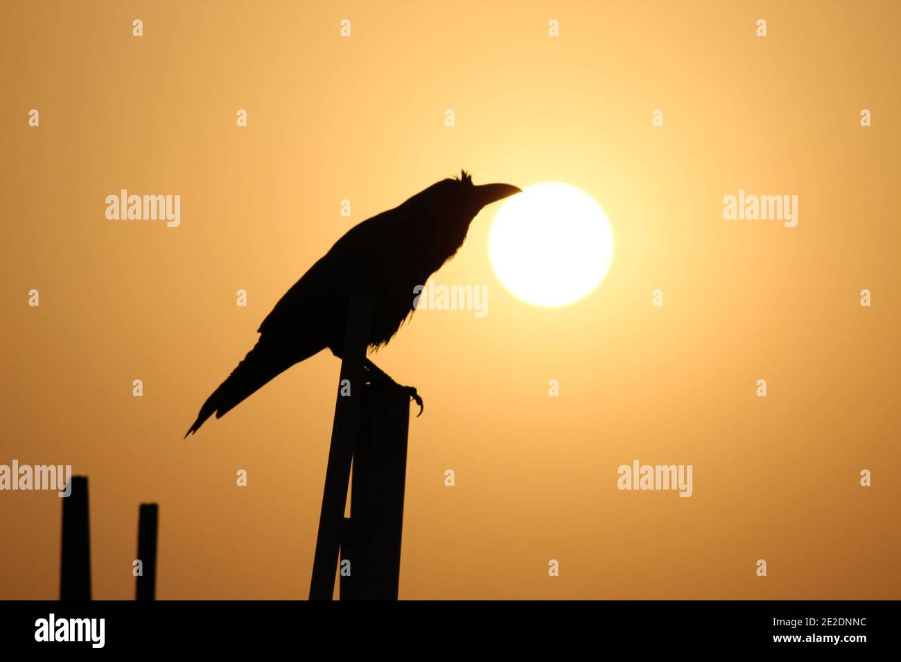 Perched Raven Silhouette