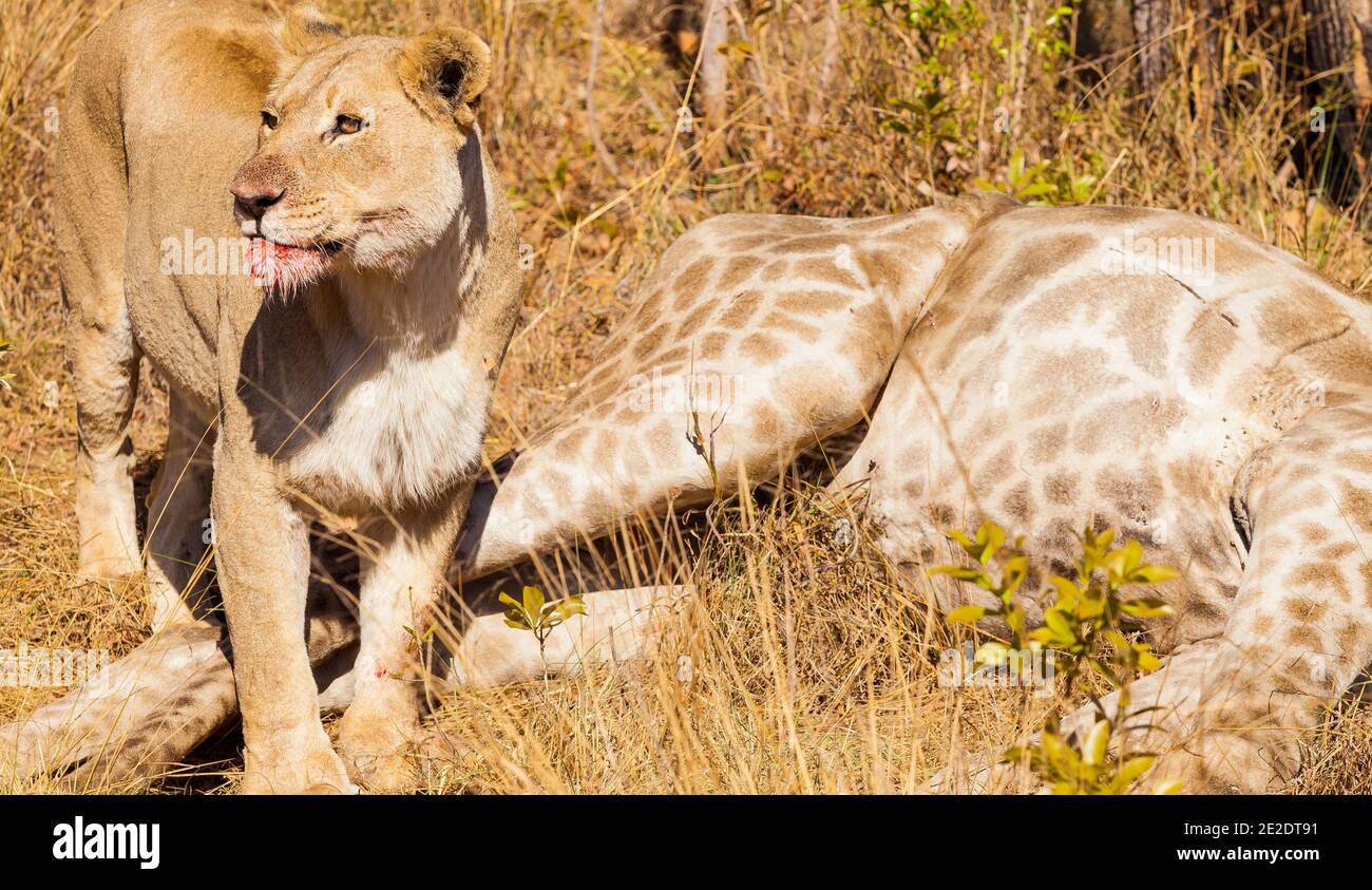 Female lion eating a giraffe in a game reserve Stock Photo - Alamy