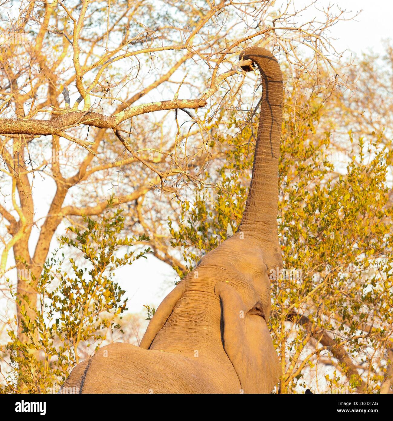 Large elephant reaching a tree branch with its trunk Stock Photo - Alamy