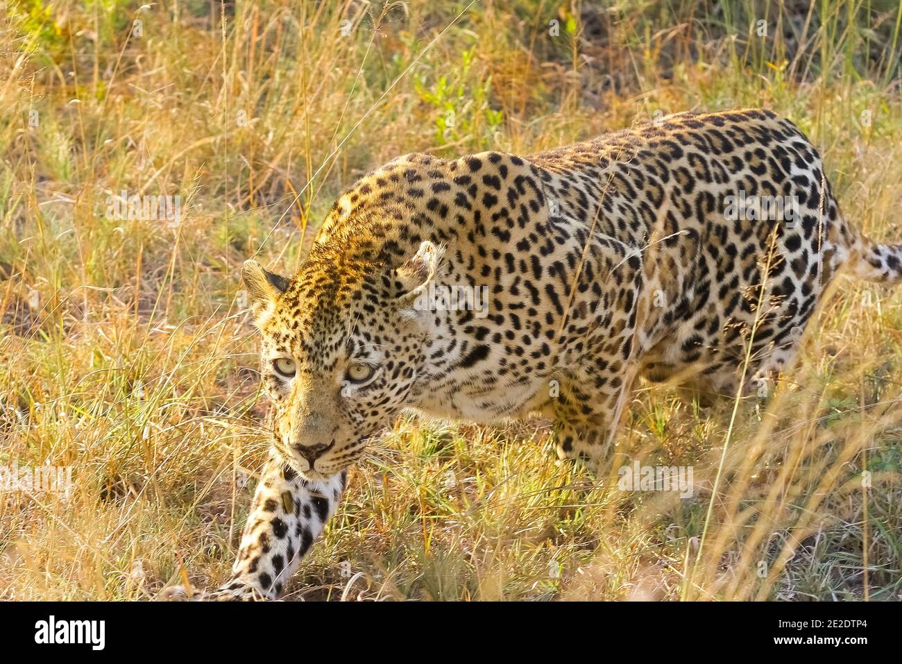Observant leopard walking on dry grass Stock Photo - Alamy