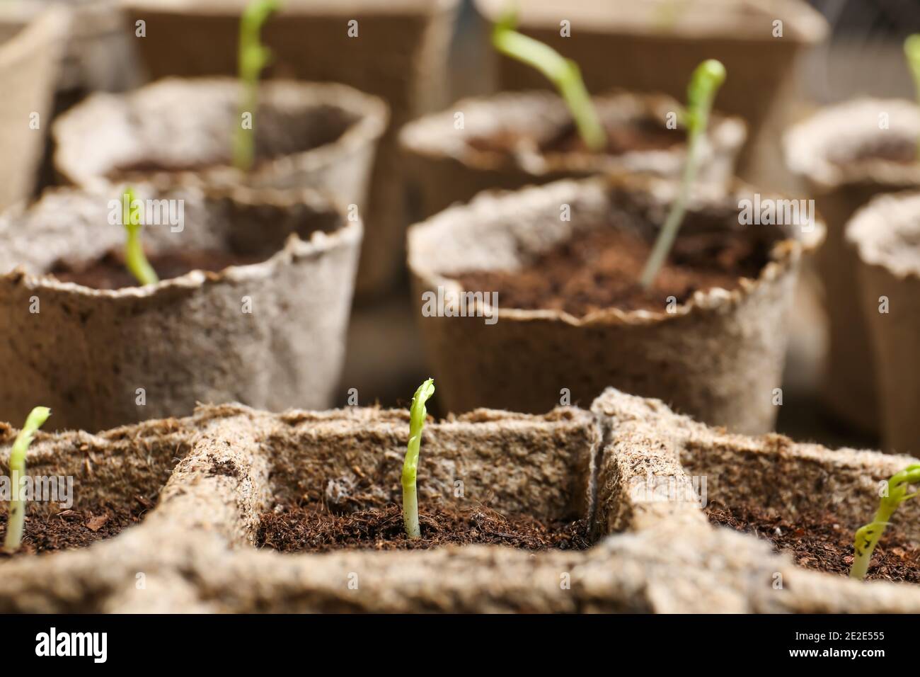 Plants seedlings in peat pots, closeup Stock Photo - Alamy