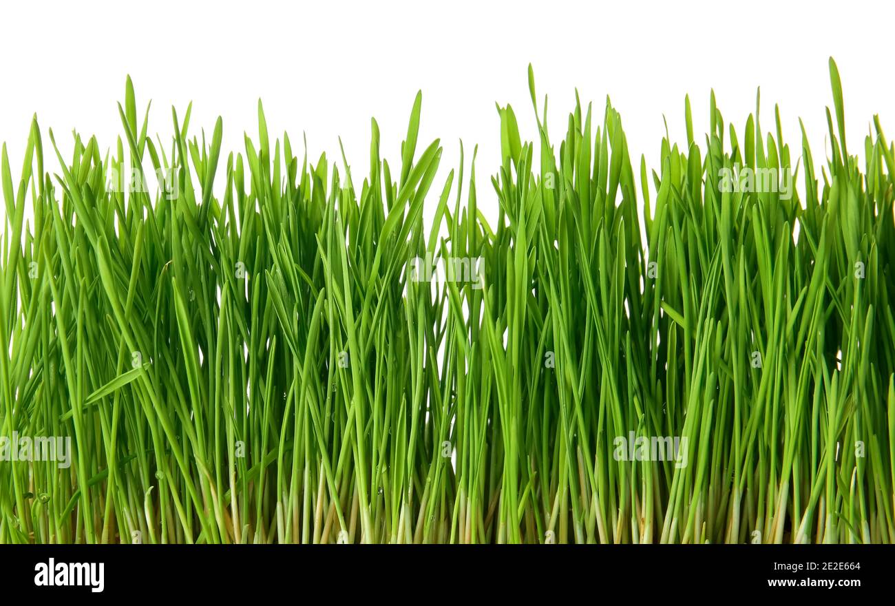 Fresh green wheatgrass isolated on white background Stock Photo - Alamy