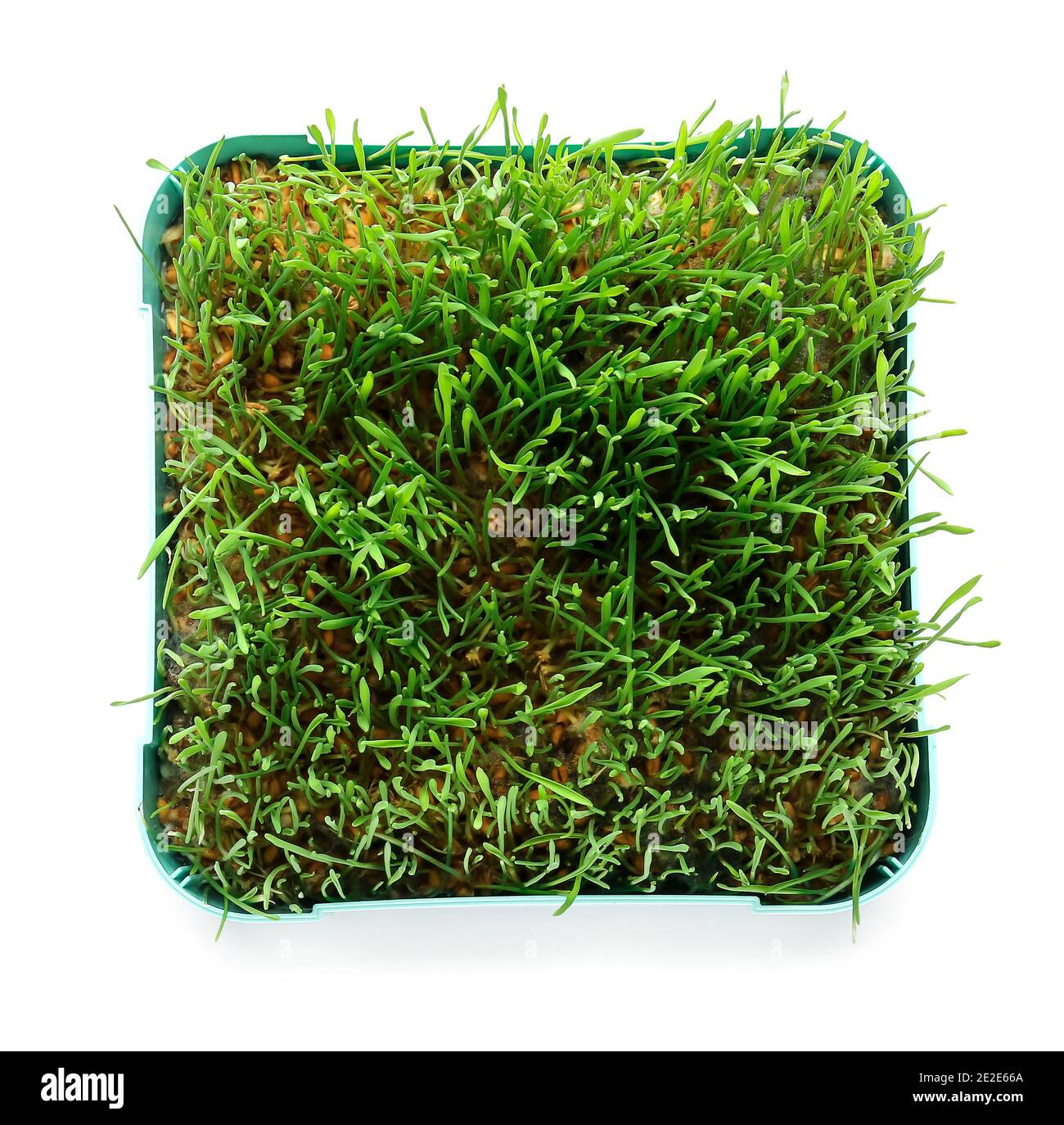 Fresh wheatgrass in plastic container isolated on white background ...