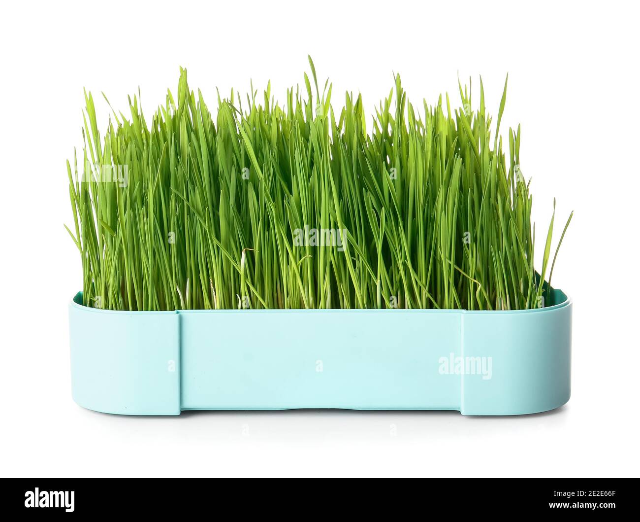 Fresh wheatgrass in plastic container isolated on white background ...