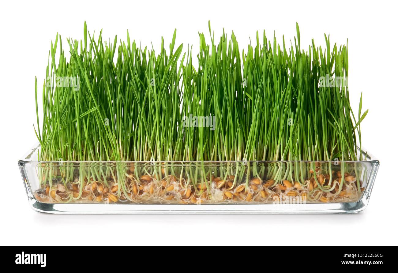 Fresh wheatgrass in bowl isolated on white background Stock Photo - Alamy