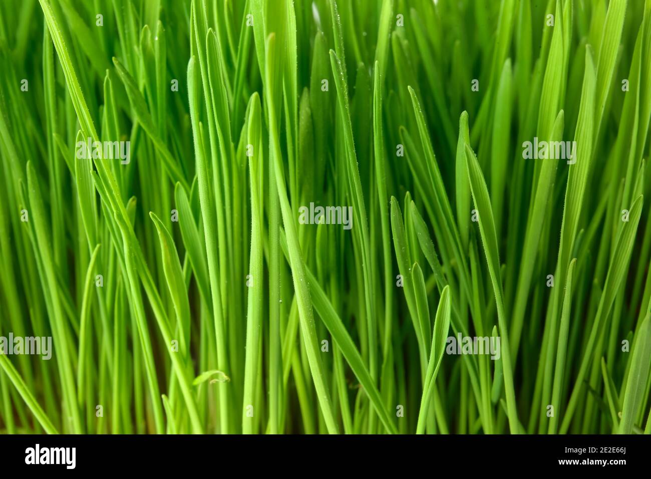 Fresh green wheatgrass as background, closeup Stock Photo - Alamy