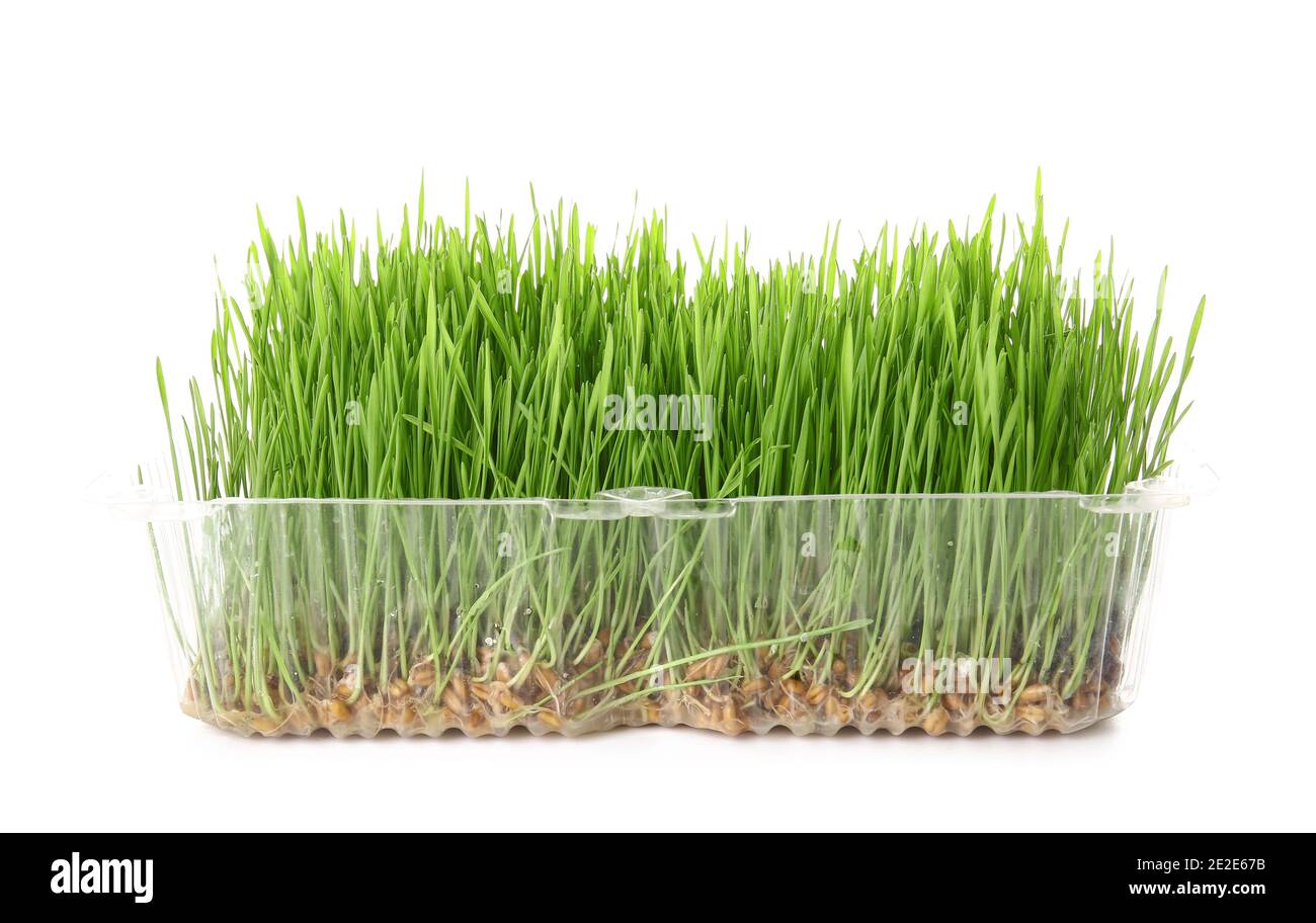Fresh wheatgrass in plastic container isolated on white background ...