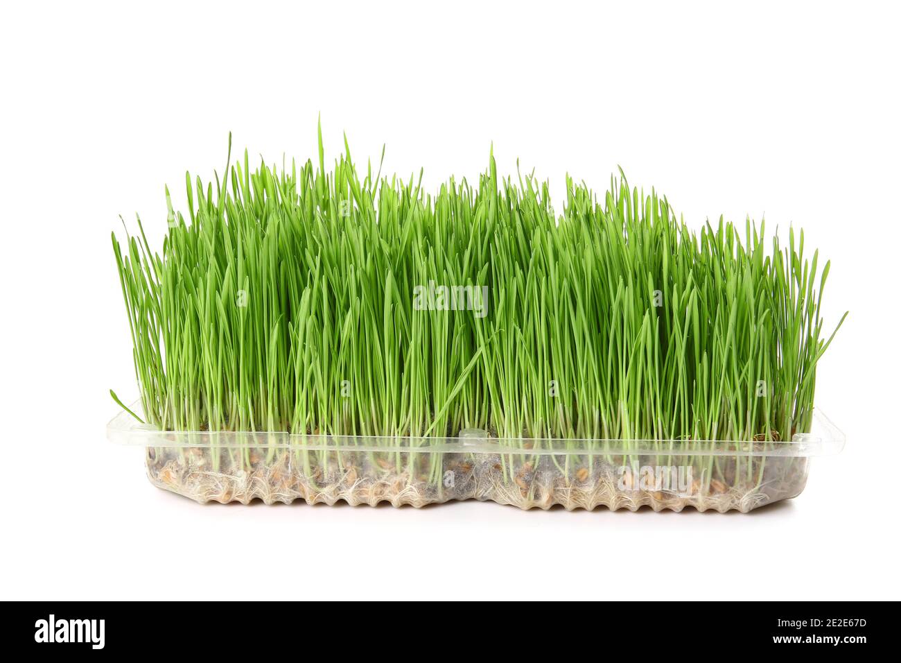 Fresh wheatgrass in plastic container isolated on white background ...