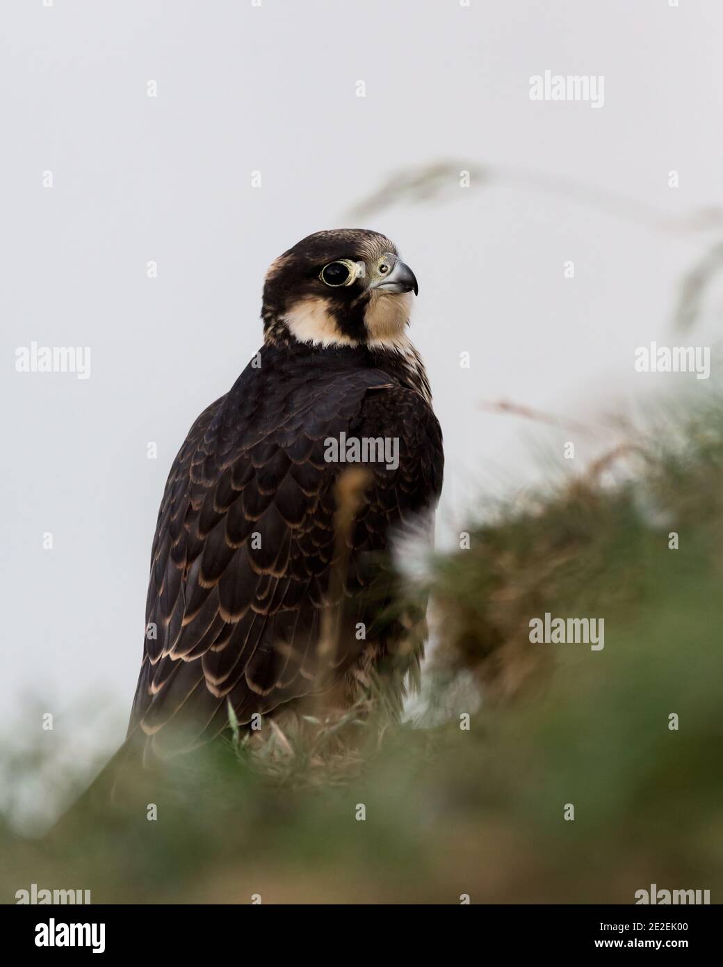 Peregrine falcon on natural habitat Stock Photo - Alamy