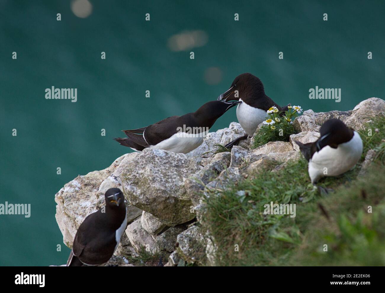 Razorbills mating hi-res stock photography and images - Alamy
