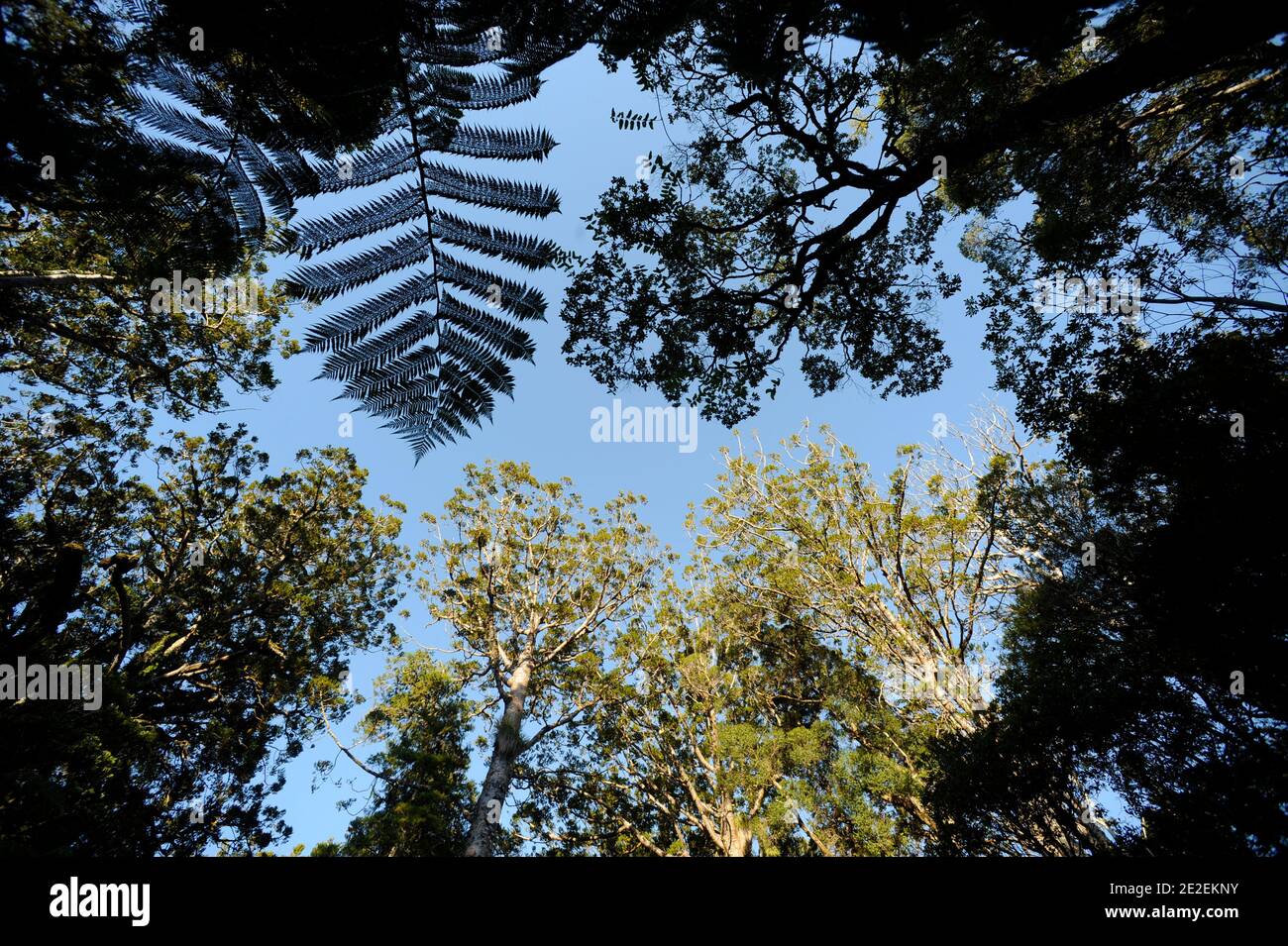 The endemic forest of Waipoua, this area is a sanctuary of plants and ...