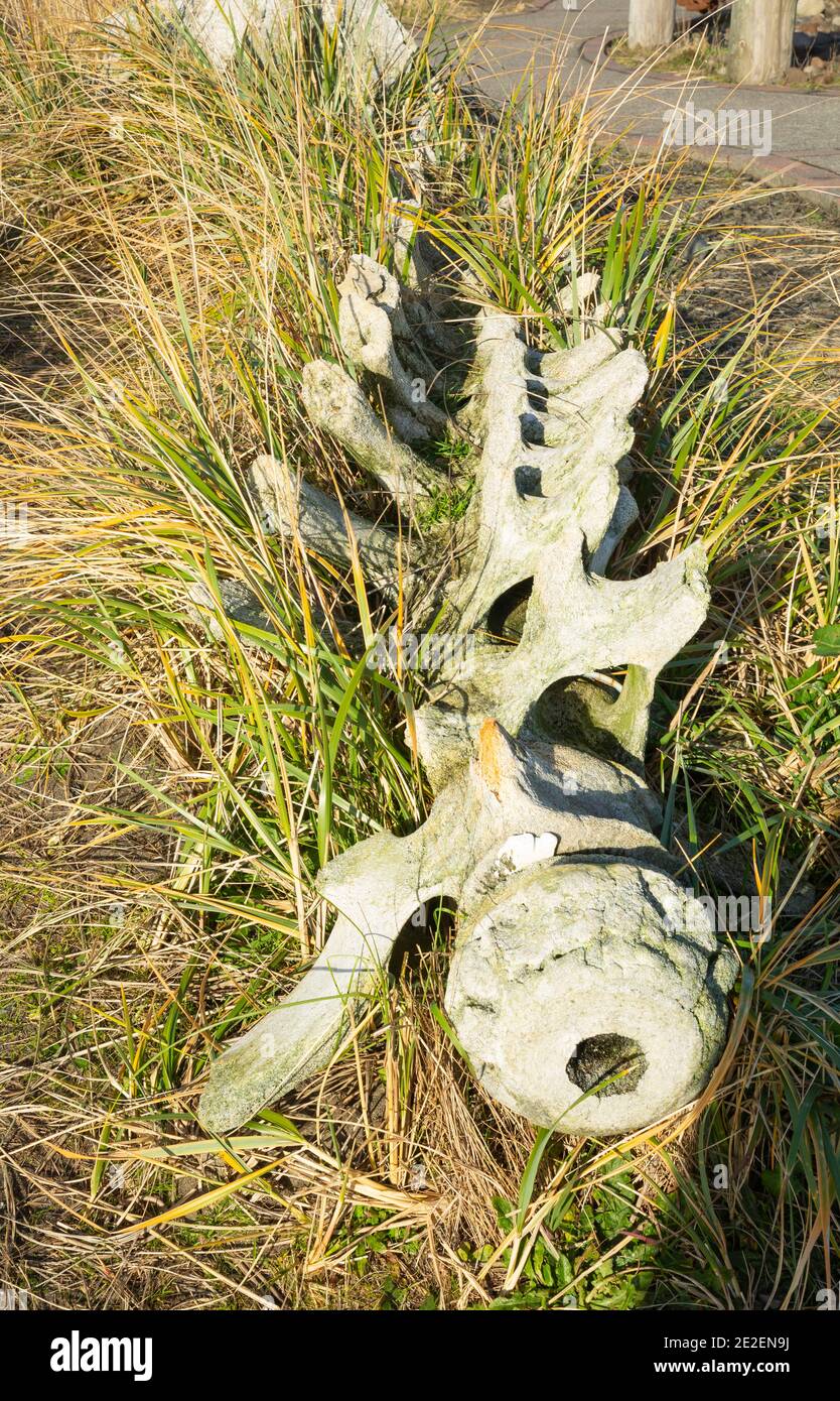 Grey whale skeleton hi-res stock photography and images - Alamy