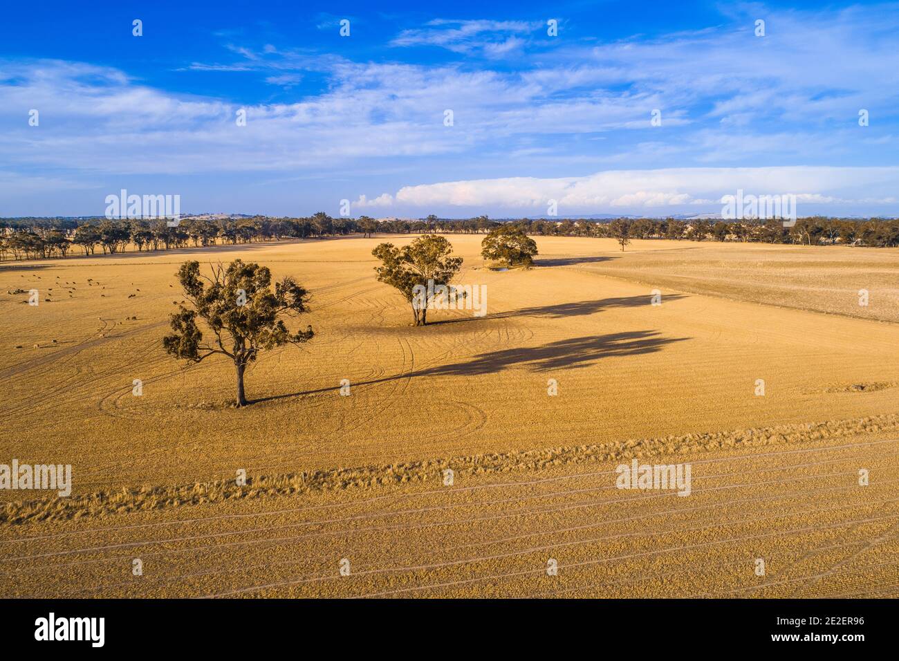 Trees growing in yellow fields casting long shadows at sunset Stock ...