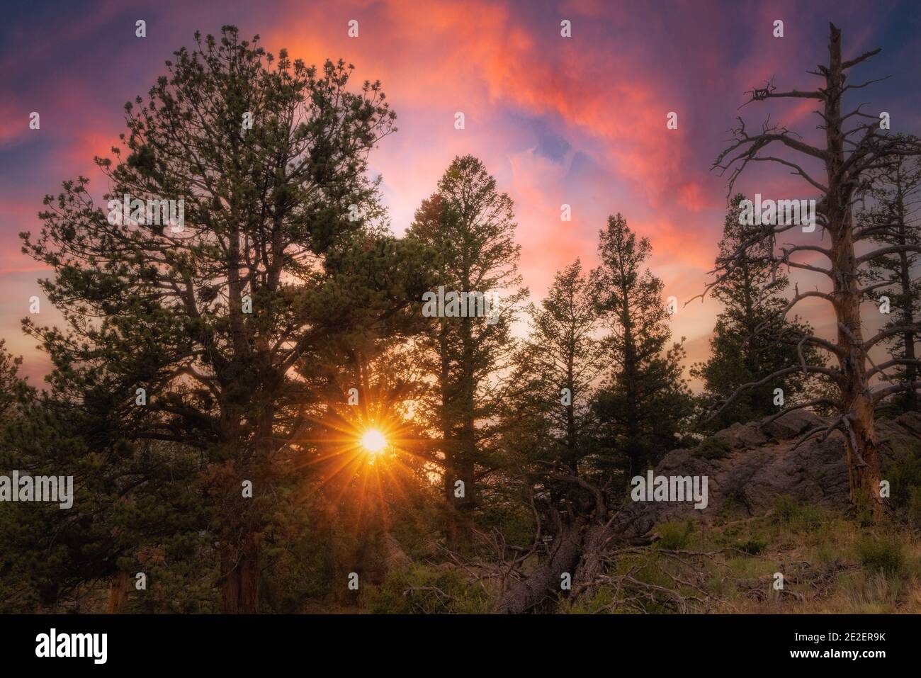 Beautiful shot of sun rays beam through trees in a forest Stock Photo ...