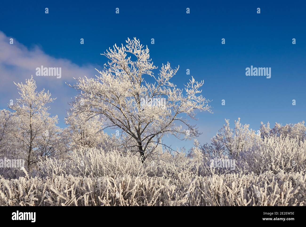 Beautiful trees in hoarfrost on a background of blue sky, winter park ...