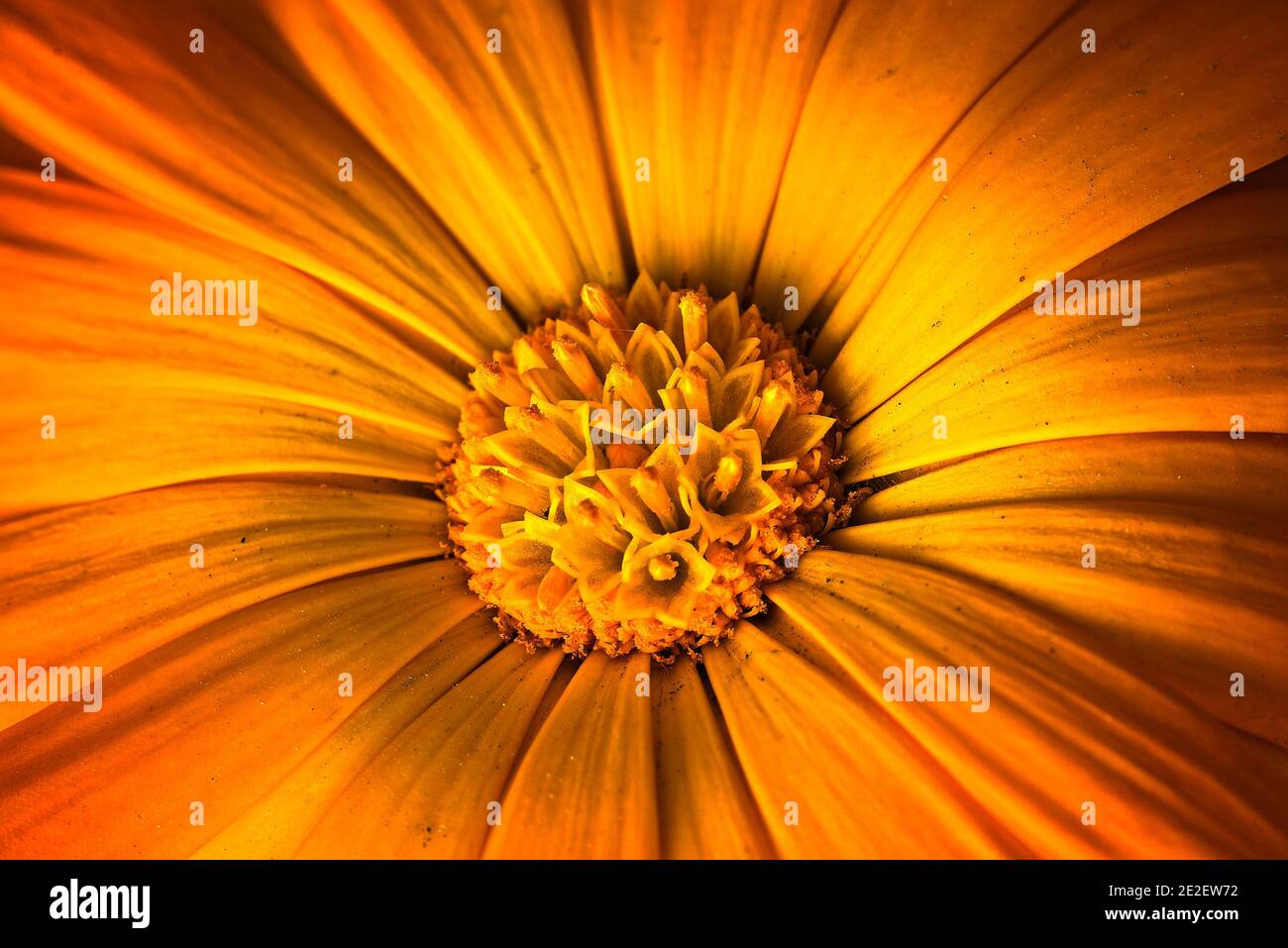 Yellow Disc Of Florets High Resolution Stock Photography and Images - Alamy