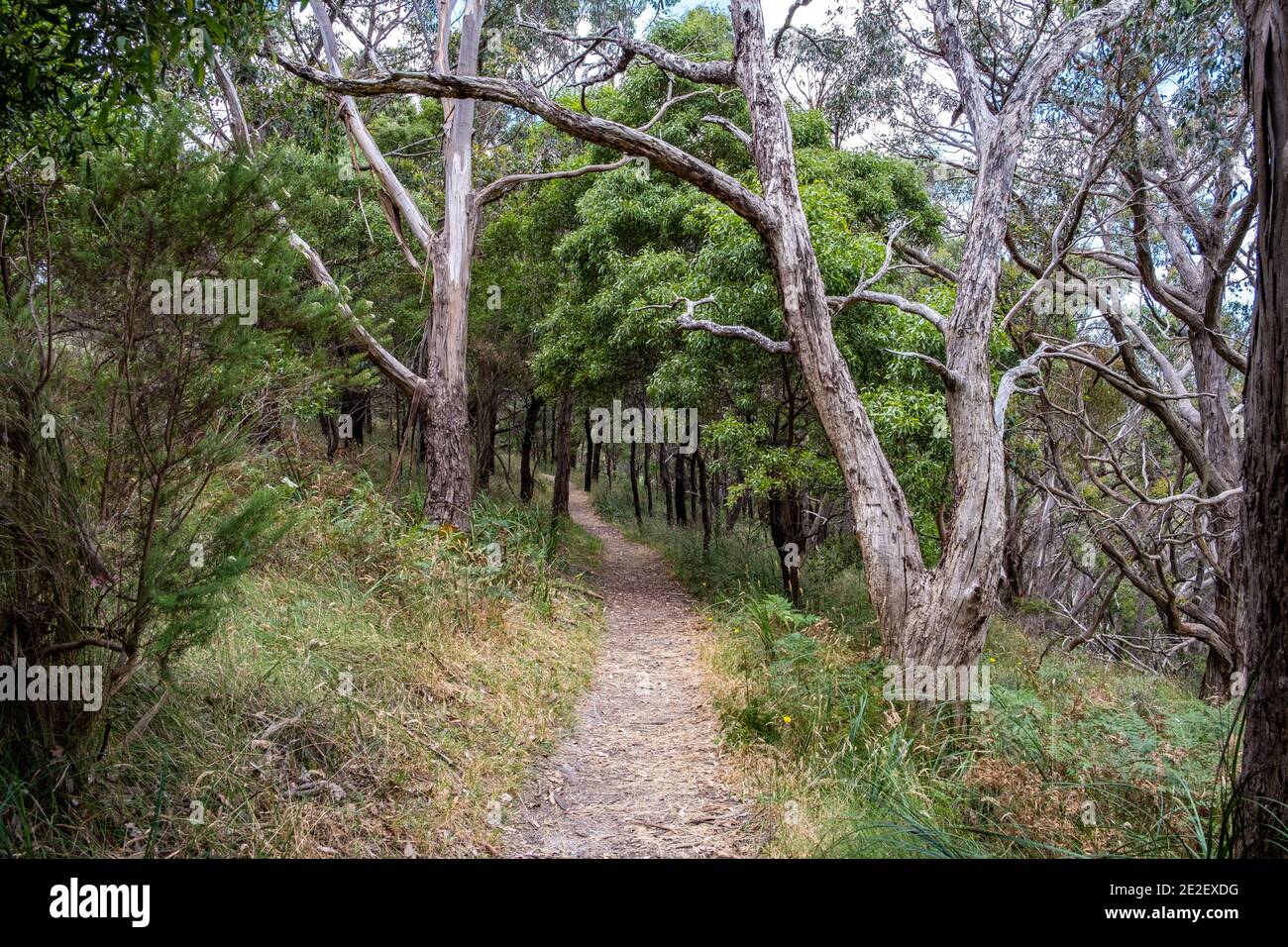 Stringy bark tree hi-res stock photography and images - Alamy