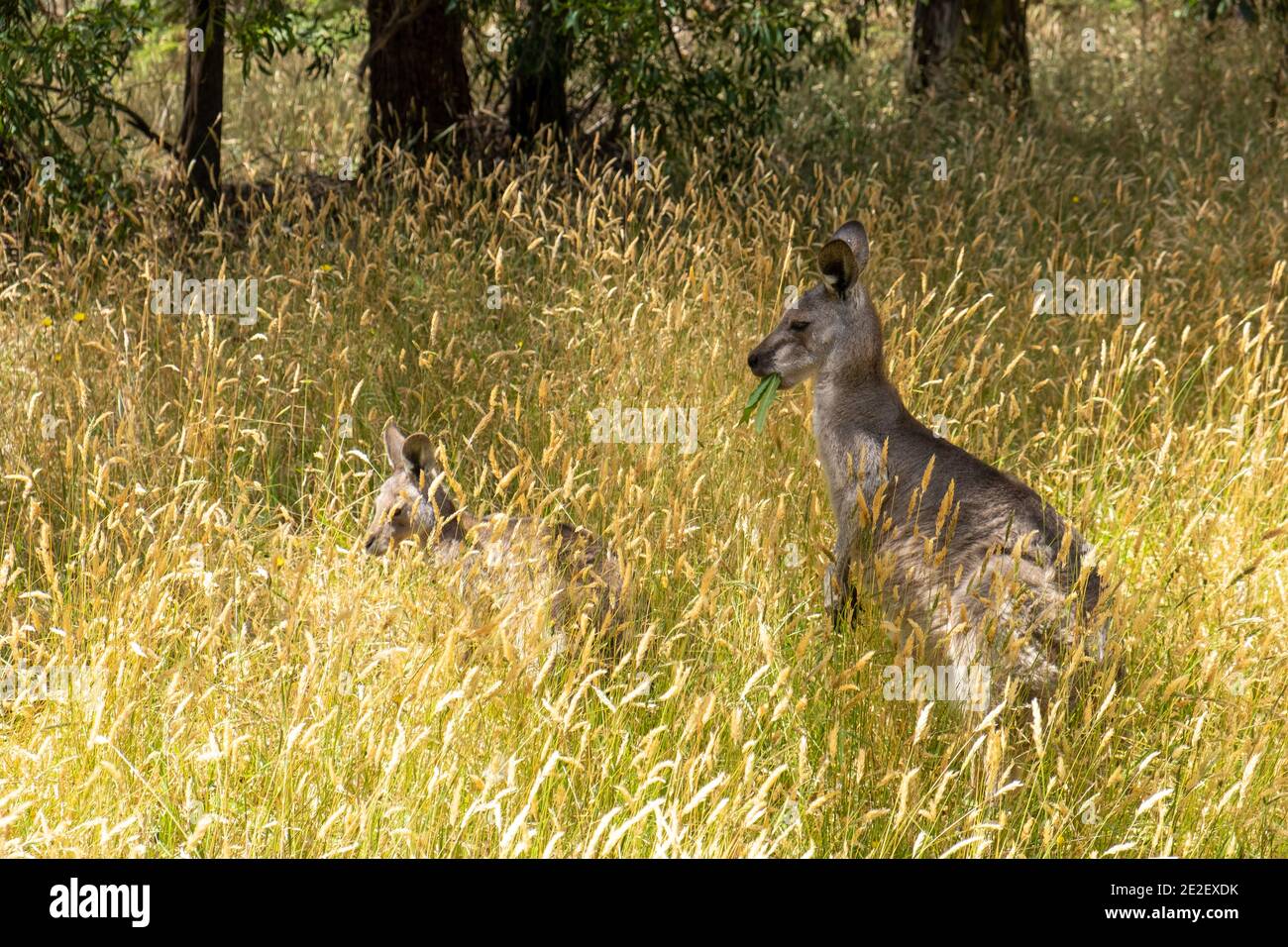 Kangaroo with green leaf in its mouth Stock Photo - Alamy