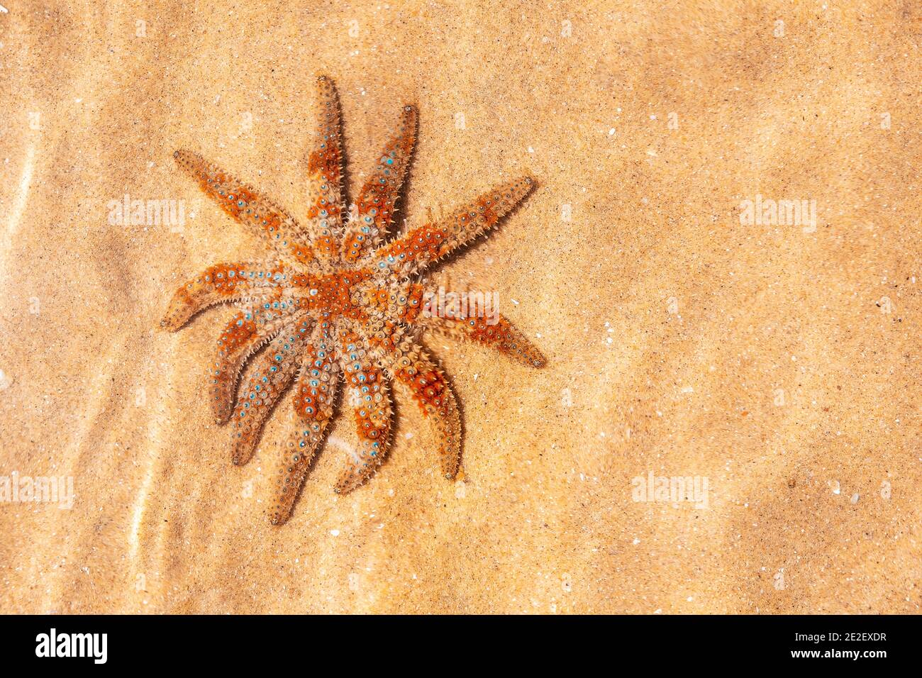 Starfish in shallow water hi-res stock photography and images - Alamy