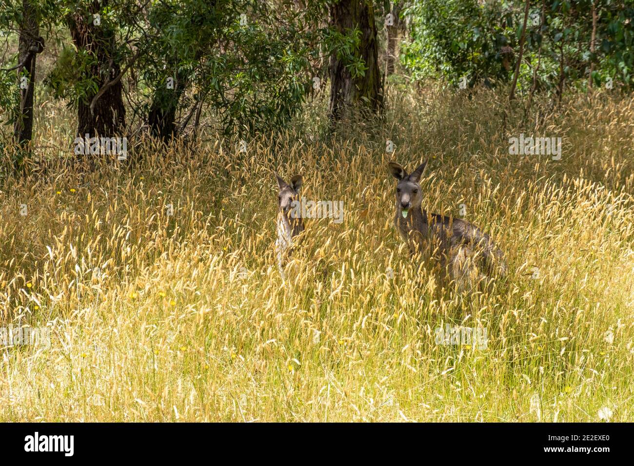 Two kangaroos feeding in tall yellow grass in Australia Stock Photo - Alamy
