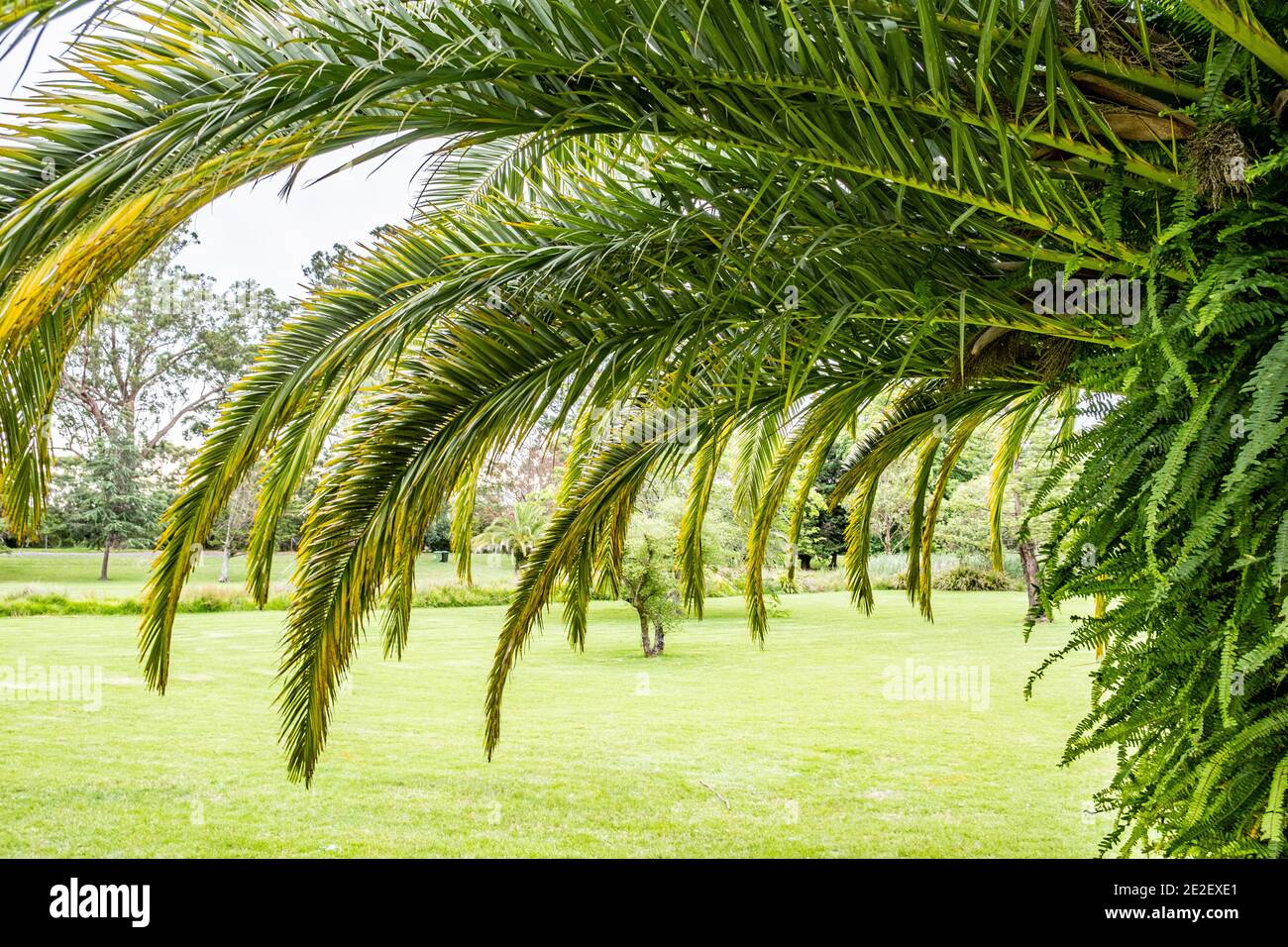 Palm tree canopy hi-res stock photography and images - Alamy