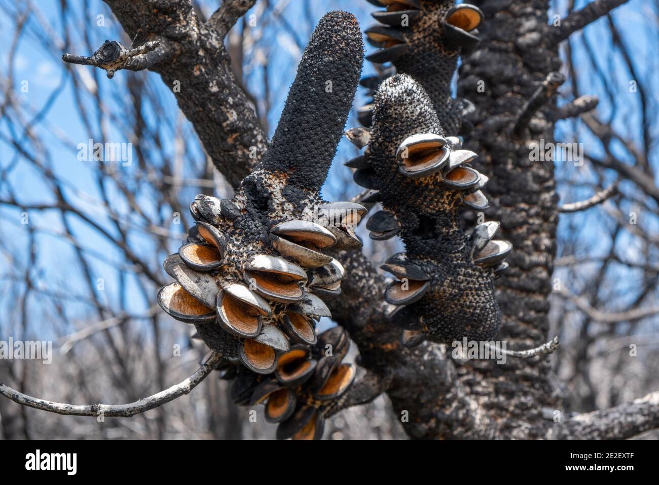 Open banksia cones after extensive forest fires in Victoria, Australia ...