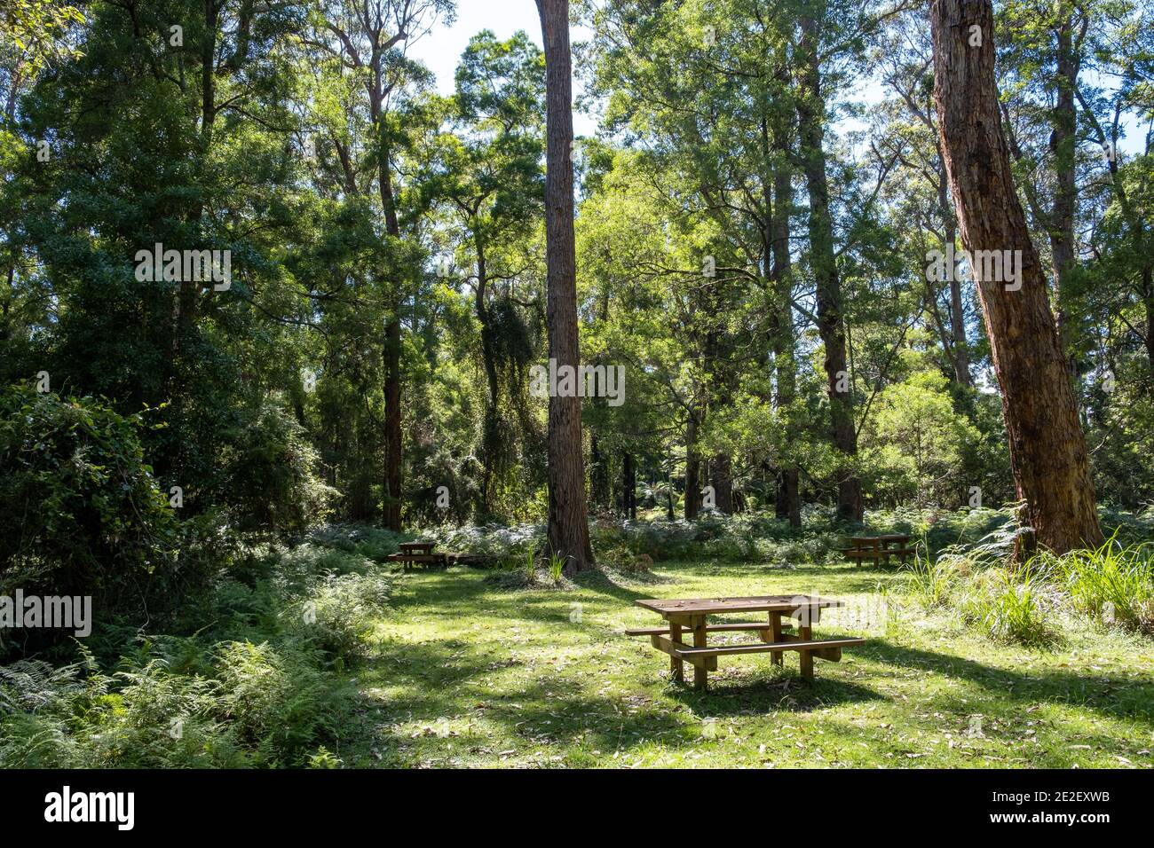 Wooden picnic table under tall trees in Australian forest Stock Photo ...