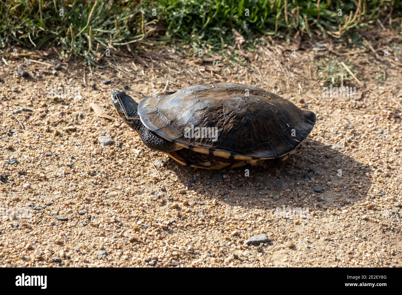 Long neck turtle hi-res stock photography and images - Alamy