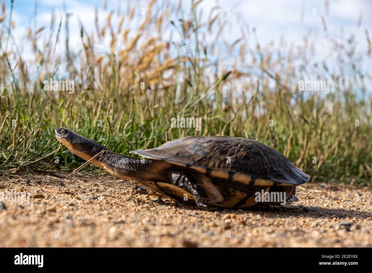 Eastern long neck turtle hi-res stock photography and images - Alamy
